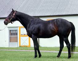 Bold Ruler (USA) 1954 :: www.gopura-xx.com